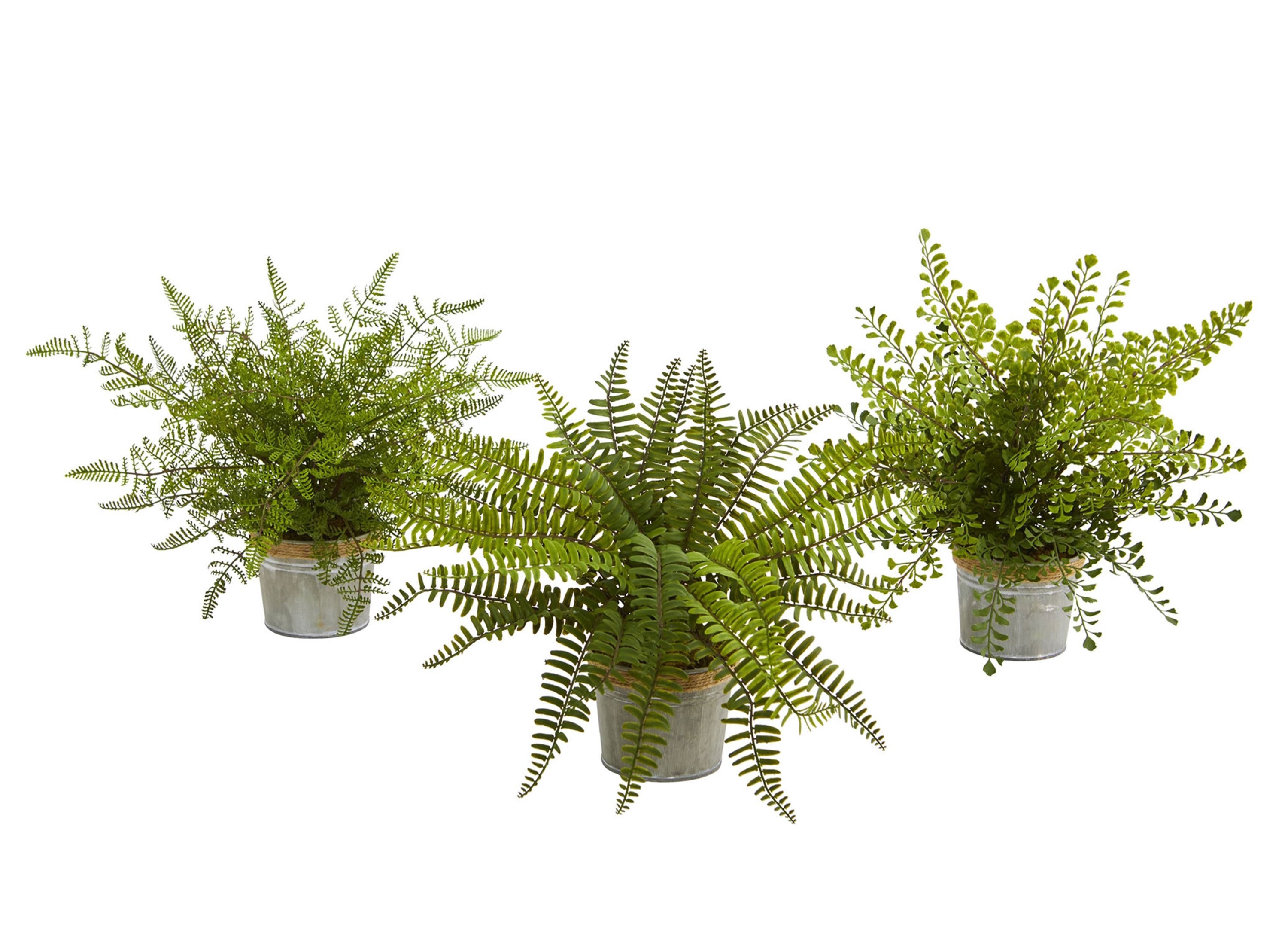14in. Assorted Ferns with Planter Artificial Plant (Set of 3) | Raymour ...